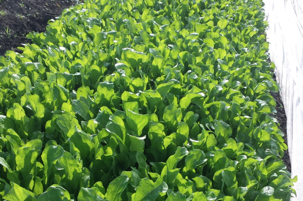 Arugula Mix, Baby – 1/2 Lb. – Click Fork