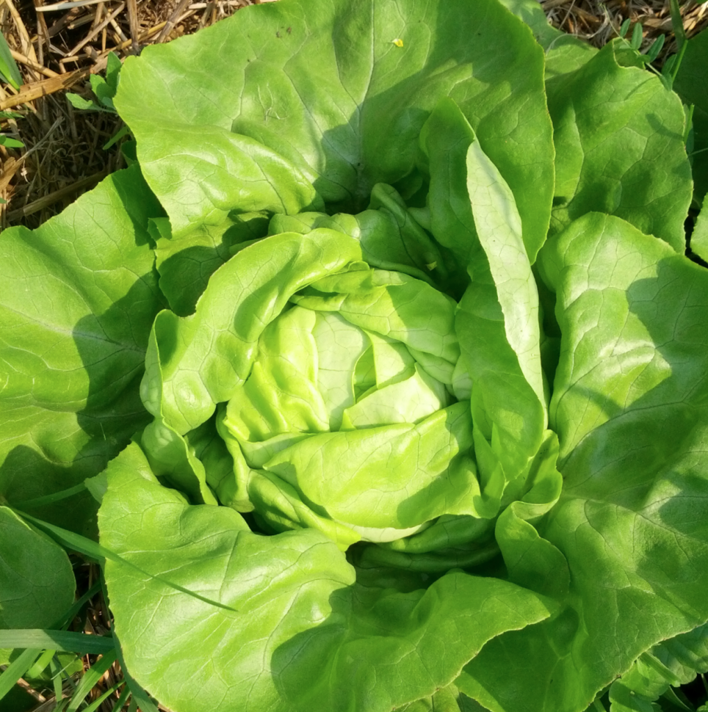 Lettuce, Butterhead Type – Click Fork