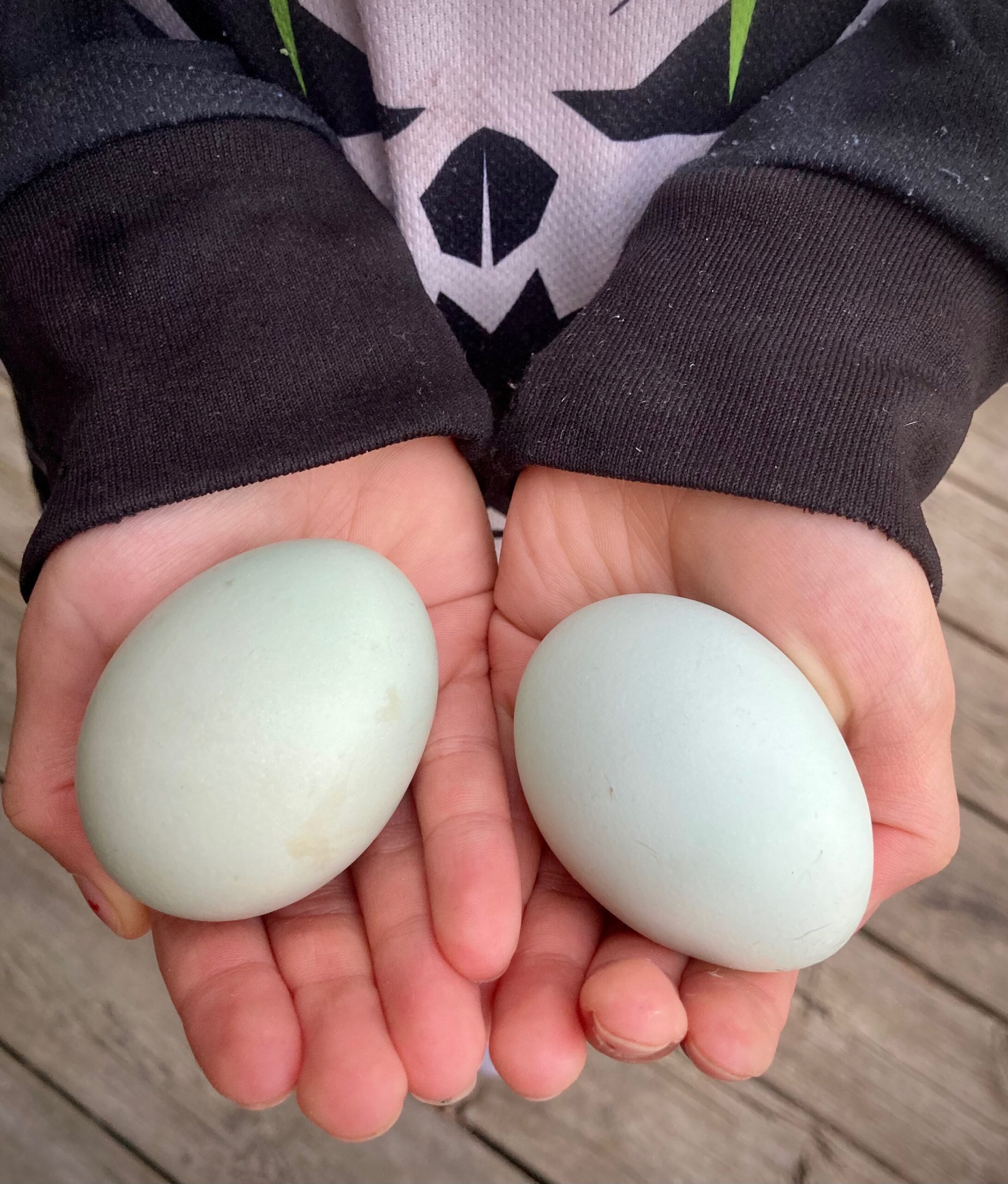 Fresh Azure Blue Eggs – Click Fork