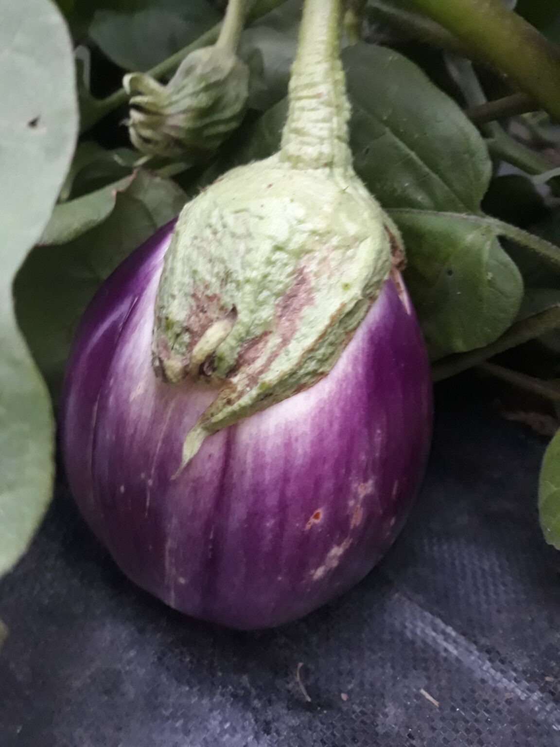 Field Good Farms Frozen Shredded Heirloom Eggplant – Click Fork