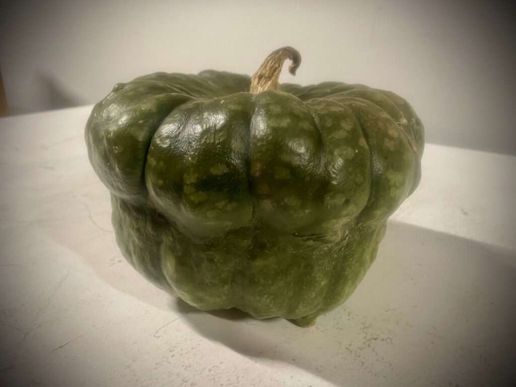 Large Heirloom Hubbard Squash (Gerber Farms) – Click Fork