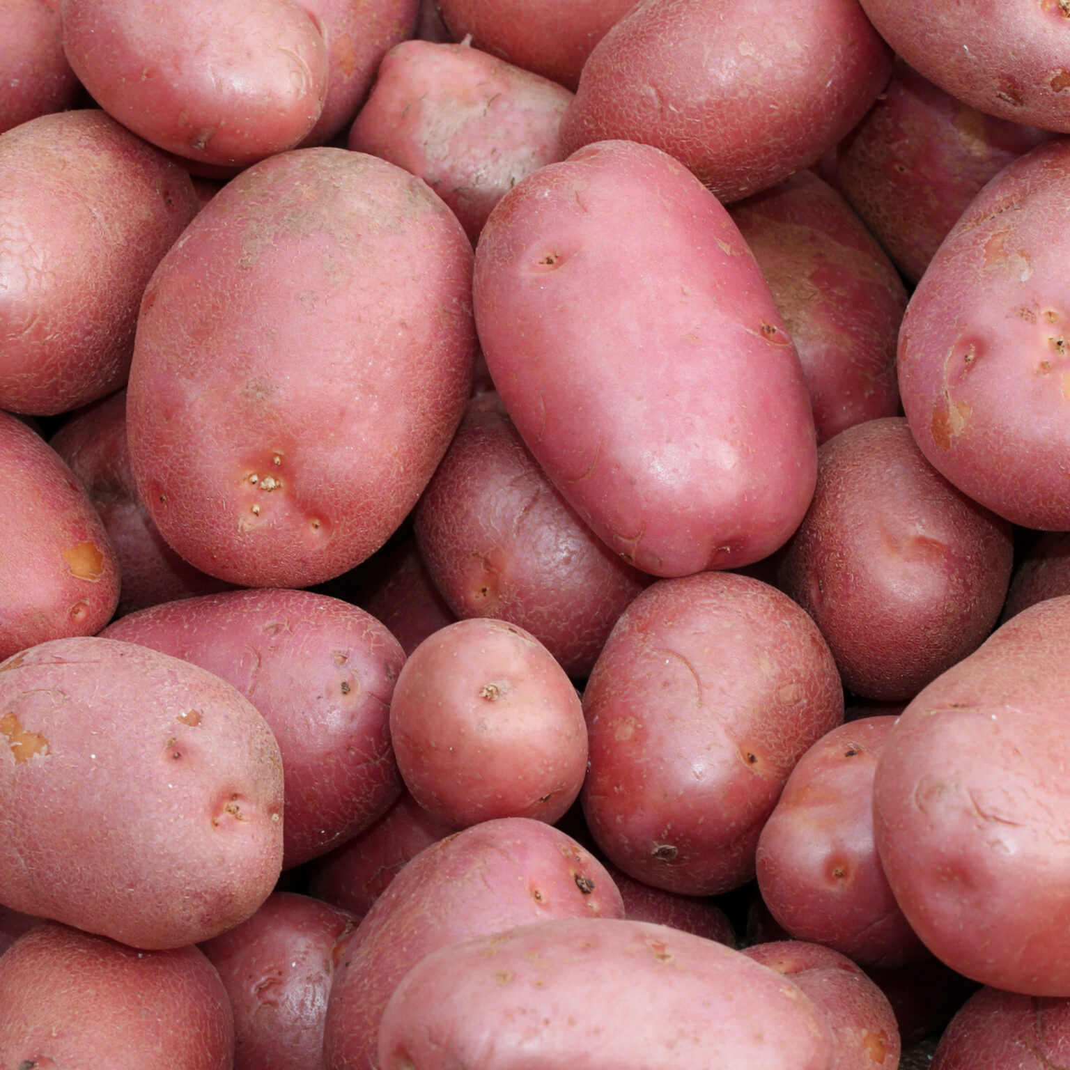 Potatoes, RED-50 lbs – Click Fork