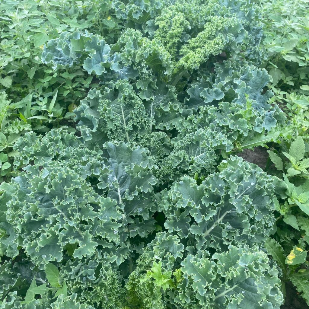 Kale, Green | Pfenning’s Ontario Organic – Click Fork
