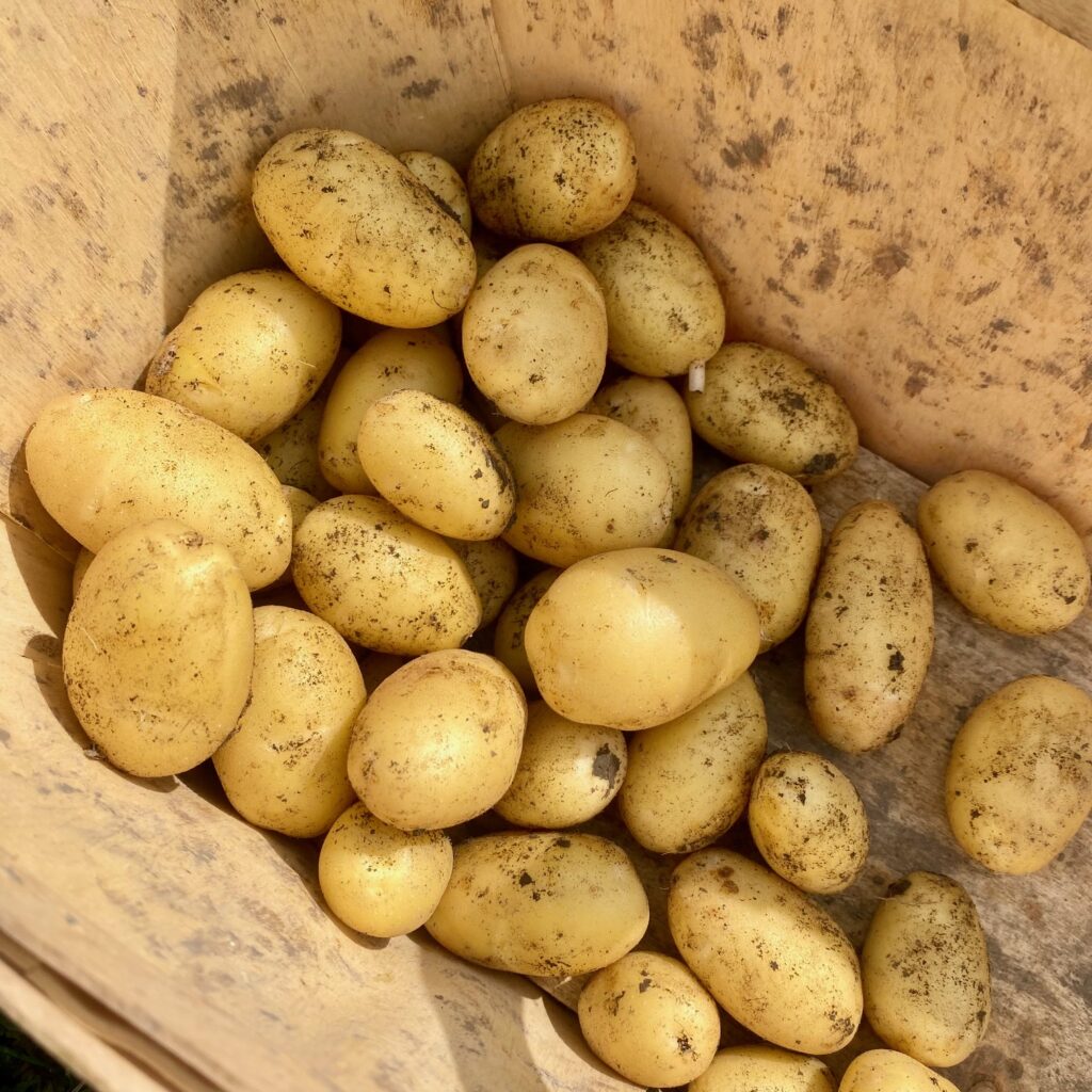 NEW Potatoes, Heirloom German Butter | Dalew Farms – Click Fork